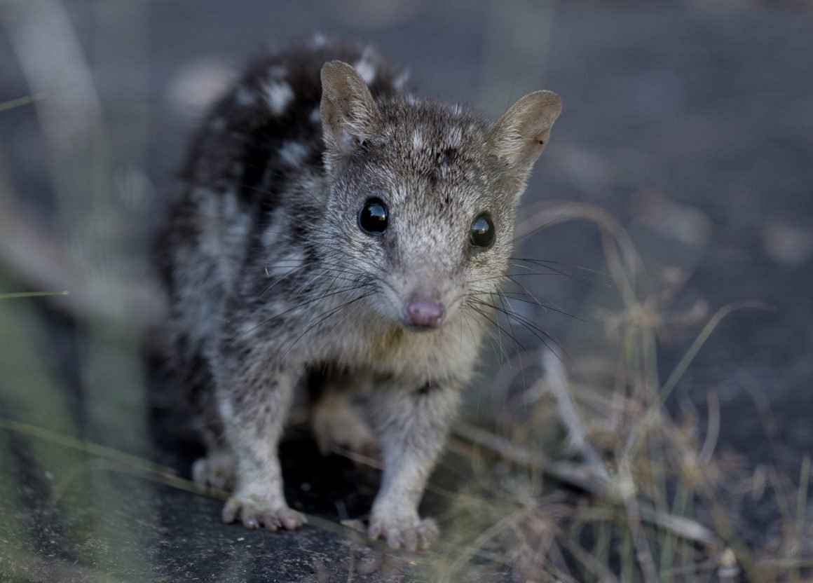 The Northern Quoll - True North Adventure Cruises
